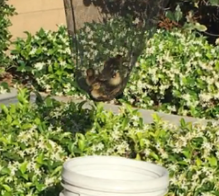Ducklings Rescued: From Scared & Lost to Safe & Found - LIT TIME TRAVEL
